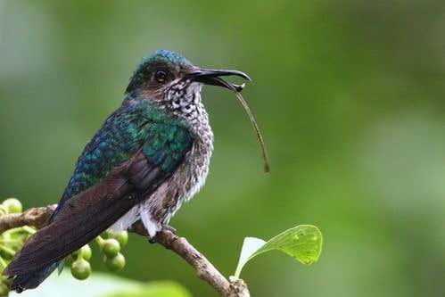 Ayampe River Birdwatching Tour in Montañita - Civitatis.com