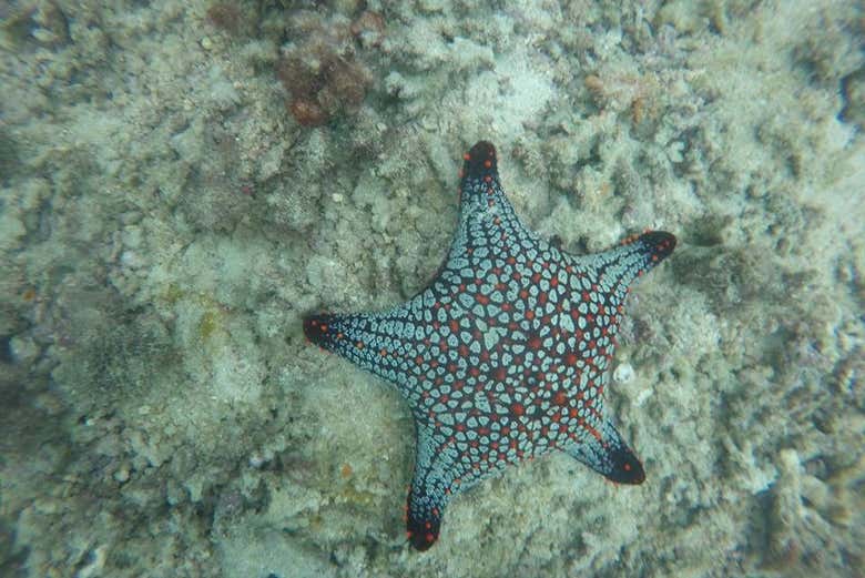 Salango Island Tour from Puerto López - Book at Civitatis.com