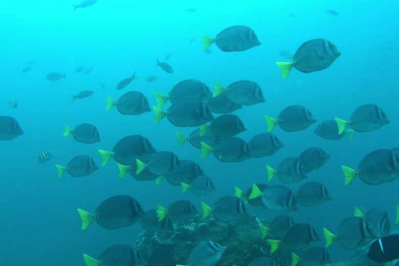 Salango Island Tour from Puerto López - Book at Civitatis.com