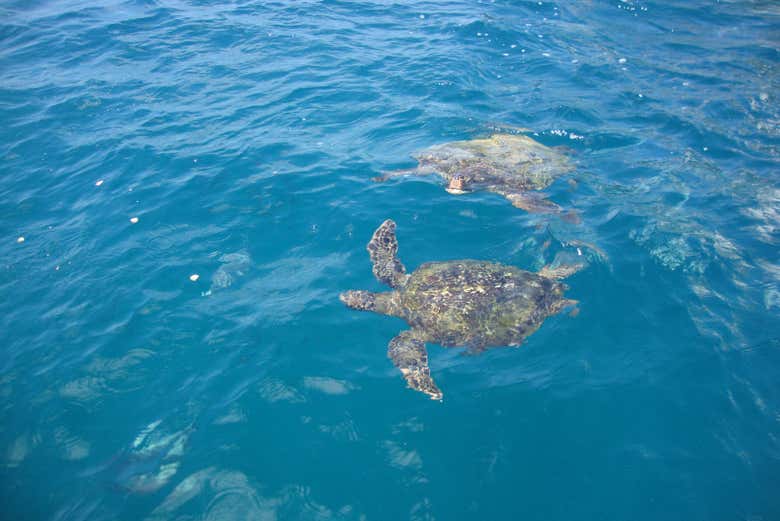 Bautismo de buceo en Puerto López - Reserva en Civitatis.com