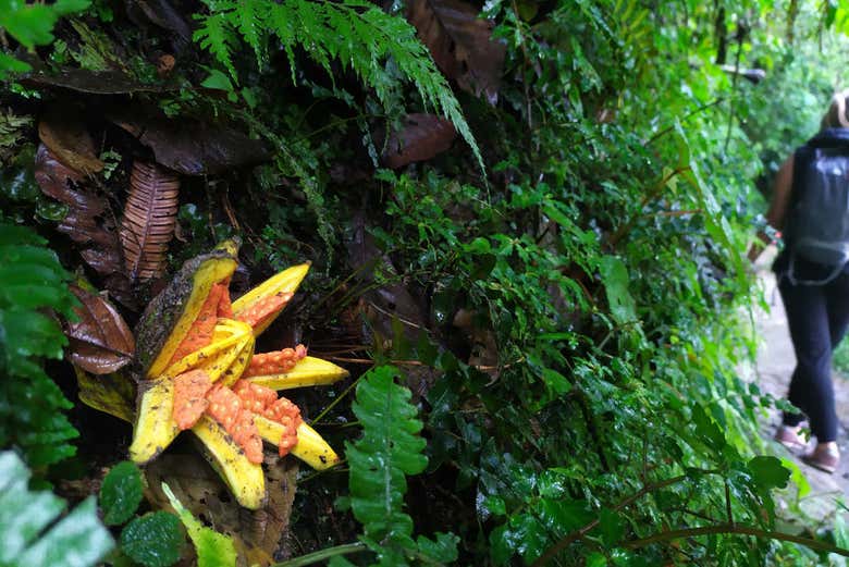 Mindo Day Trip, Quito