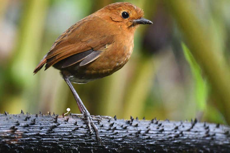 Yanacocha Reserve Tour from Quito - Book Online at Civitatis.com