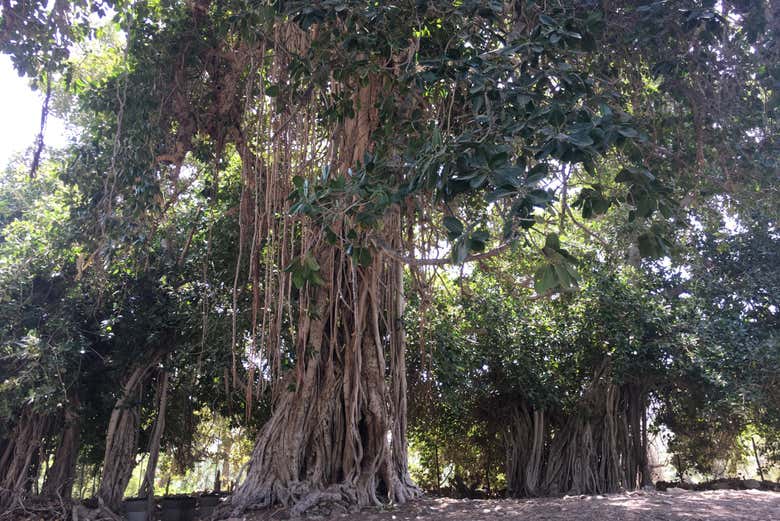 Ras al Khaimah Private 4x4 Tour, Ras al-Khaimah