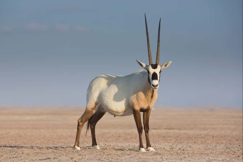 Al Wadi Desert Quad Tour from Ras al Khaimah, Ras al-Khaimah