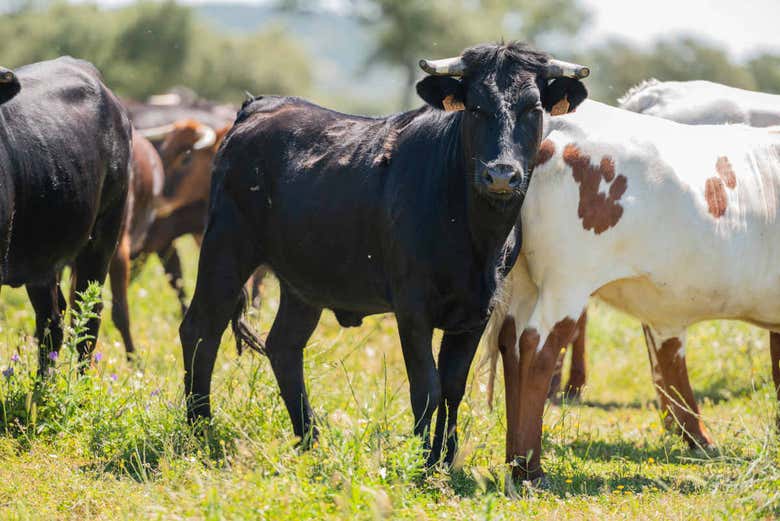 Tour del toro en 4x4 por los Llanos de Olivenza desde Badajoz
