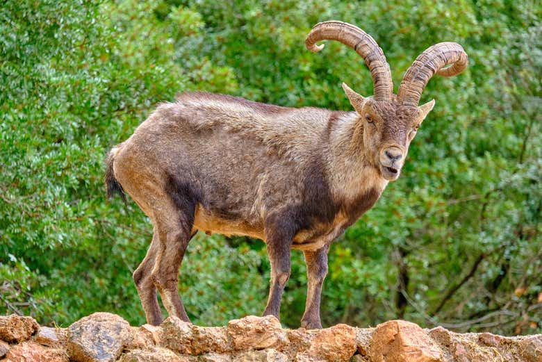 Tour por el Parque Natural de las Sierras de Cazorla, Segura y Las Villas
