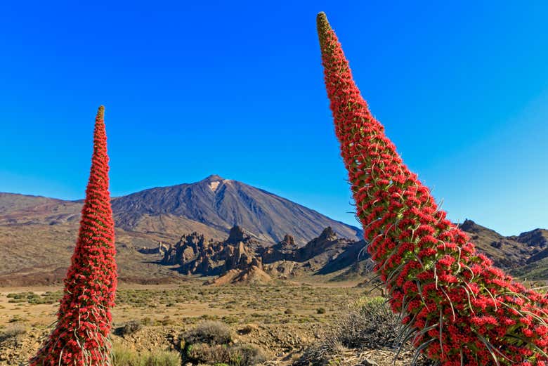 Teide National Park Day Trip, Tenerife, Costa Adeje