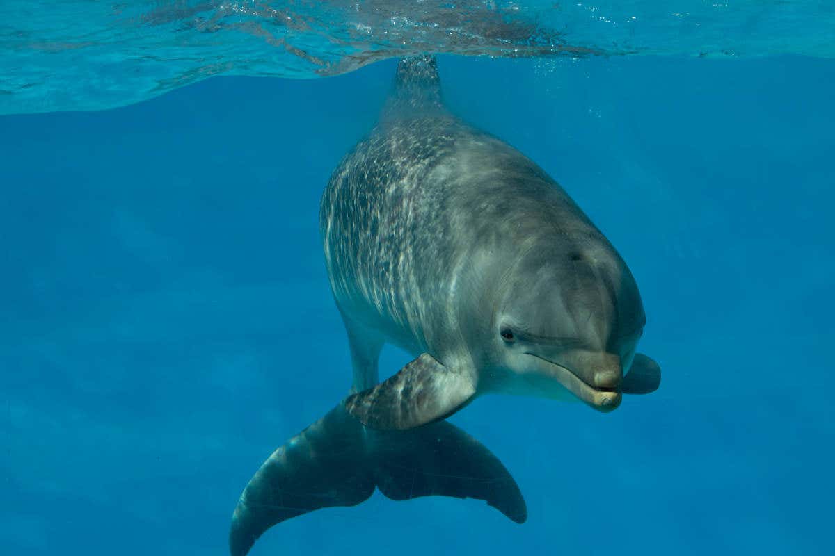 Avistamiento de delfines en Fuengirola - Reserva en Civitatis.com