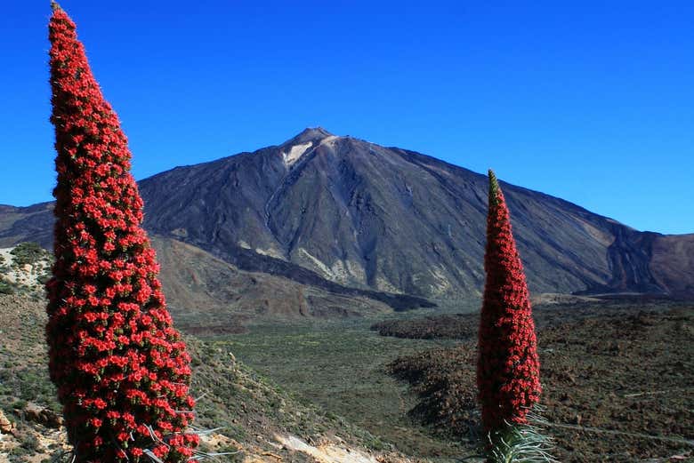Free tour por el Parque Nacional del Teide, Las Cañadas del Teide