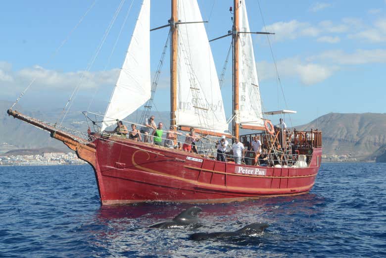 Paseo en goleta con avistamiento de cetáceos en Costa Adeje