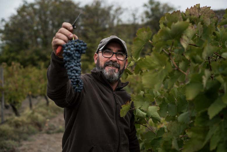 Visita a la bodega Licinia Wines, Morata de Tajuña
