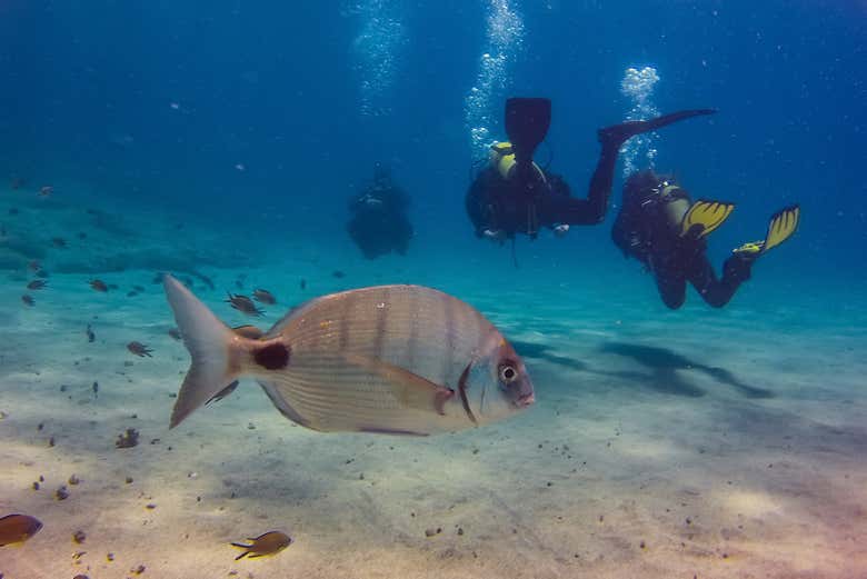 Bautismo de buceo en Playa Blanca - Reserva en Civitatis.com