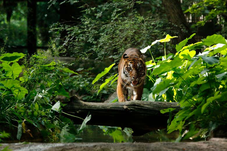 Dallas CityPASS, tarjeta turística de Dallas - Civitatis.com