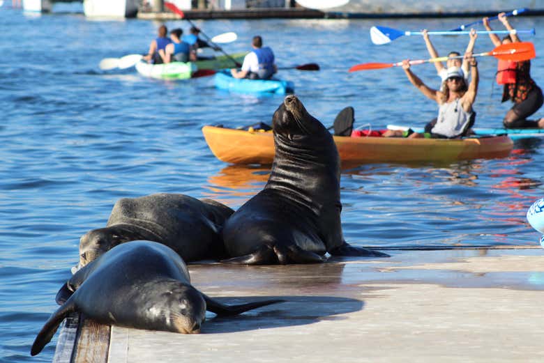 Marina del Rey Kayaking Tour With Sea Lions, Los Angeles