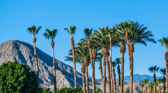 Excursiones, visitas guiadas y actividades en Palm Springs