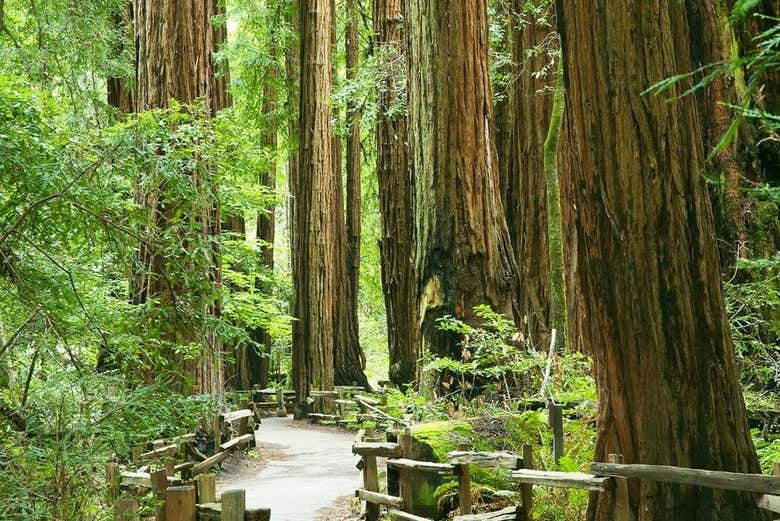 Excursión a Alcatraz y Muir Woods desde San Francisco