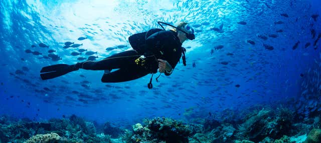 Bohol Scuba Diving - Book Online at Civitatis.com