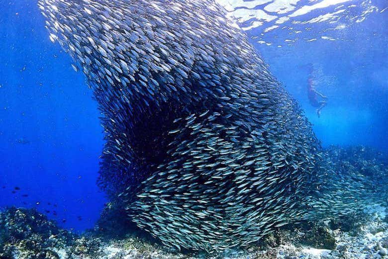 Bohol Scuba Diving - Book Online at Civitatis.com