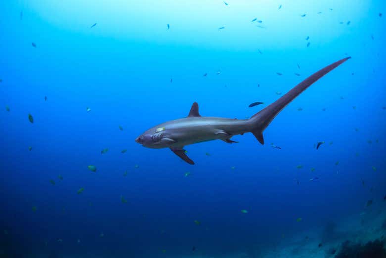Plongée avec les requins-renards à Malapascua - Civitatis.com