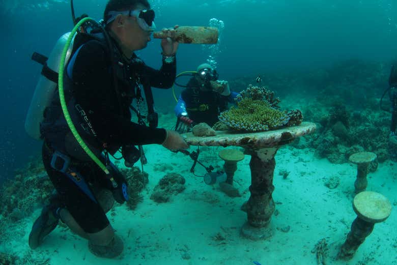 Scuba Diving in Moalboal - Book Online at Civitatis.com