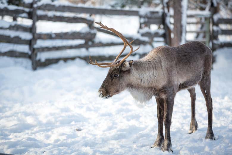Visita a una granja de renos desde Saariselkä - Civitatis.com