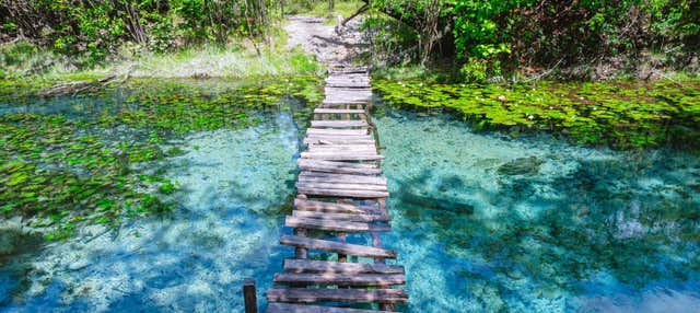 Excursión al Cráter Azul, Flores