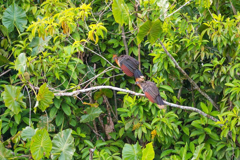 Bird Watching in the Mahaica River Tour from Georgetown