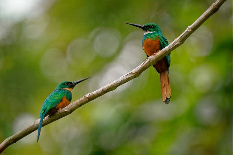 Bird Watching in the Mahaica River Tour from Georgetown
