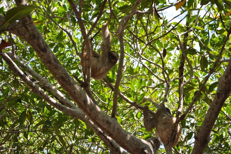 Tour por la costa de Roatán - Reserva online en Civitatis.com