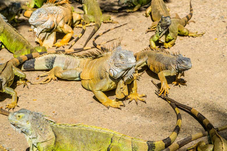 Tour en quad por Roatán - Reserva online en Civitatis.com