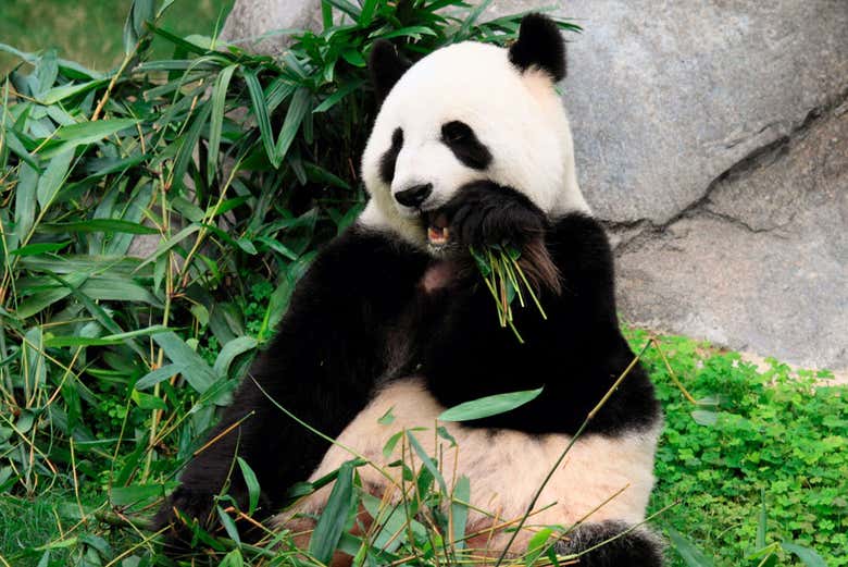 Ocean Park Hong Kong Day Trip - Tudo Sobre Hong Kong