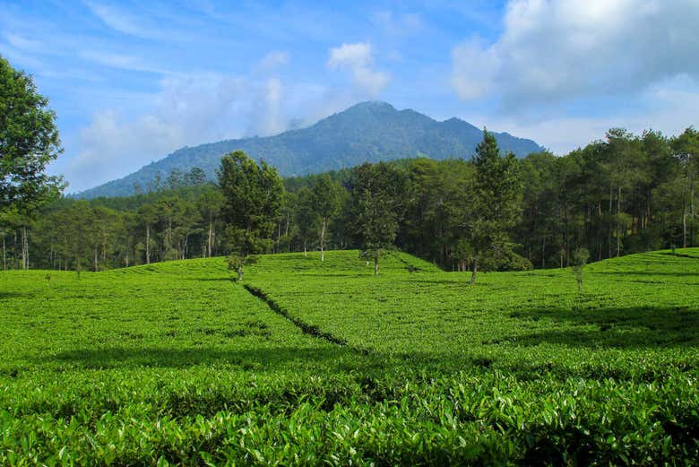 Bandung Tea Plantation Private Day Trip - Book at Civitatis.com