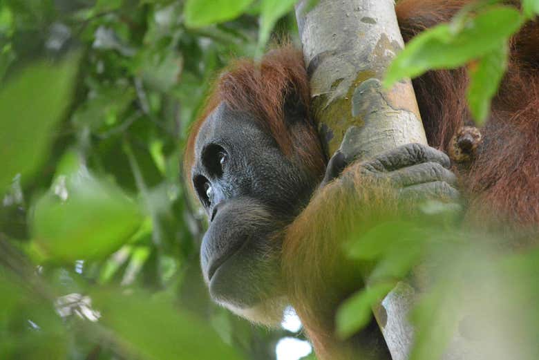 Gunung Leuser National Park Private Tour from Medan