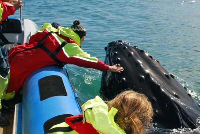 Avistamiento de ballenas en lancha rápida desde Húsavík