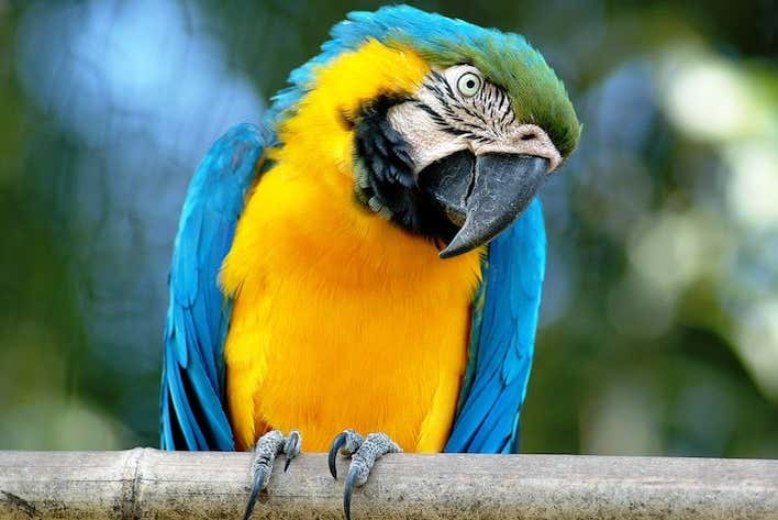 Biglietti per il Bioparco di Roma - Prenotazione a Civitatis.com