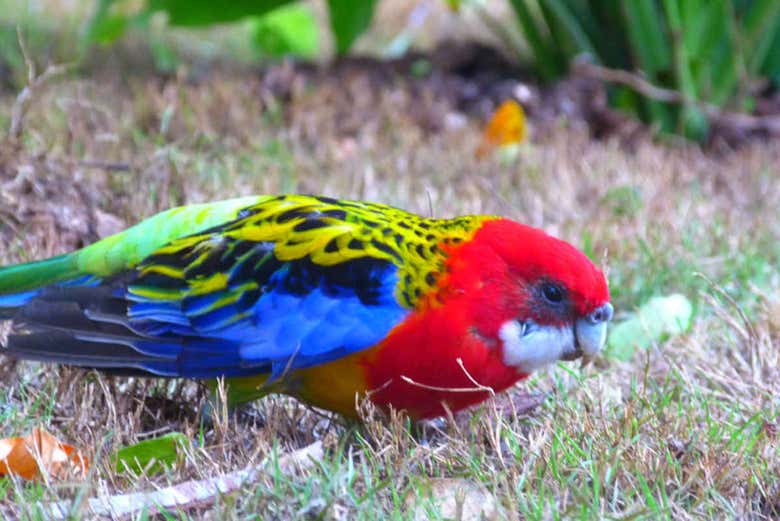 Excursión al Chukka Good Hope desde Bahía Montego