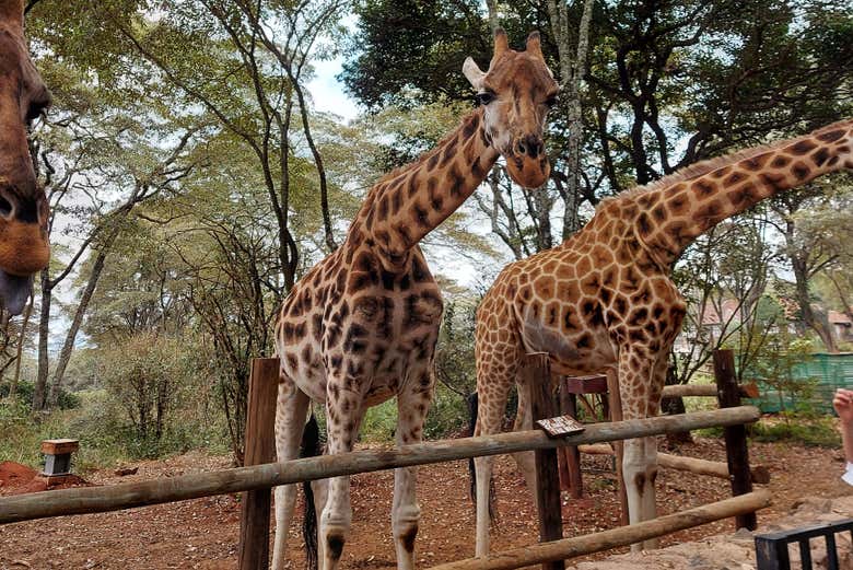 Giraffe Centre Tour from Nairobi - Book Online at Civitatis.com