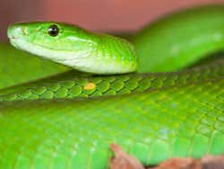 Bio-Ken Snake Farm Day Trip, Watamu