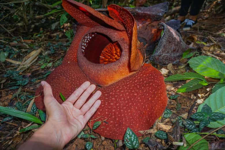 Cameron Highlands Rafflesia Excursion from Brinchang