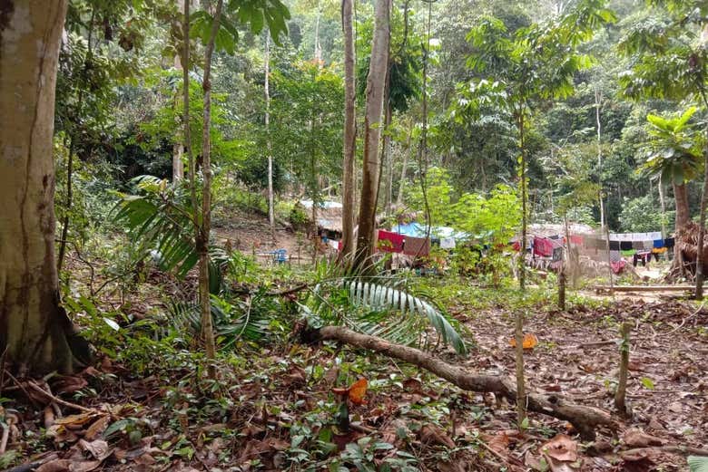Excursión a la selva Taman Negara desde Kuala Lumpur