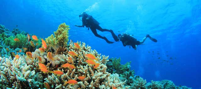 Scuba Diving in Addu - Book Online at Civitatis.com