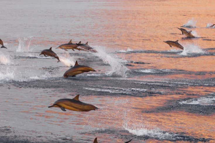 Paseo en barco al atardecer por Maldivas + Snorkel, Malé