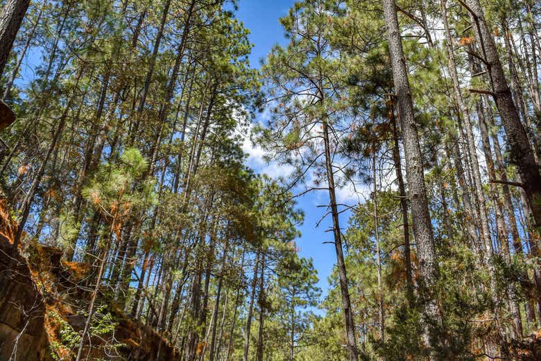 Excursión al Parque Natural Mexiquillo desde Durango