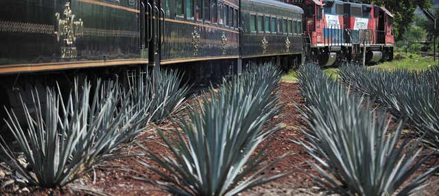 Excursión a Tequila + Tren José Cuervo Express finalizando en Guadalajara