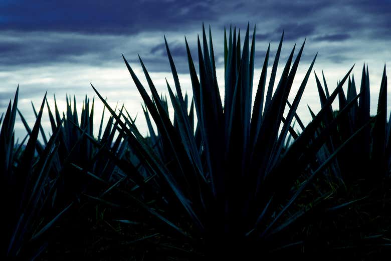 Night Tour of Tequila from Guadalajara - Book at Civitatis.com