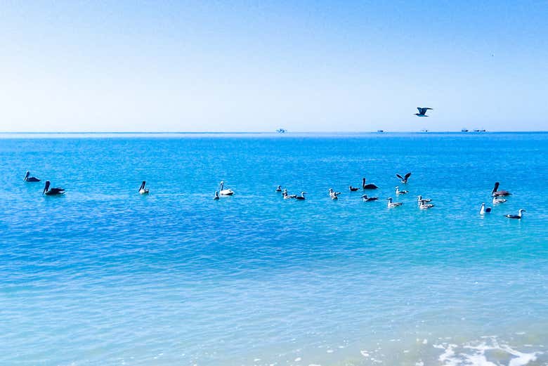 El Colorado Beach Excursion from Hermosillo - Civitatis.com