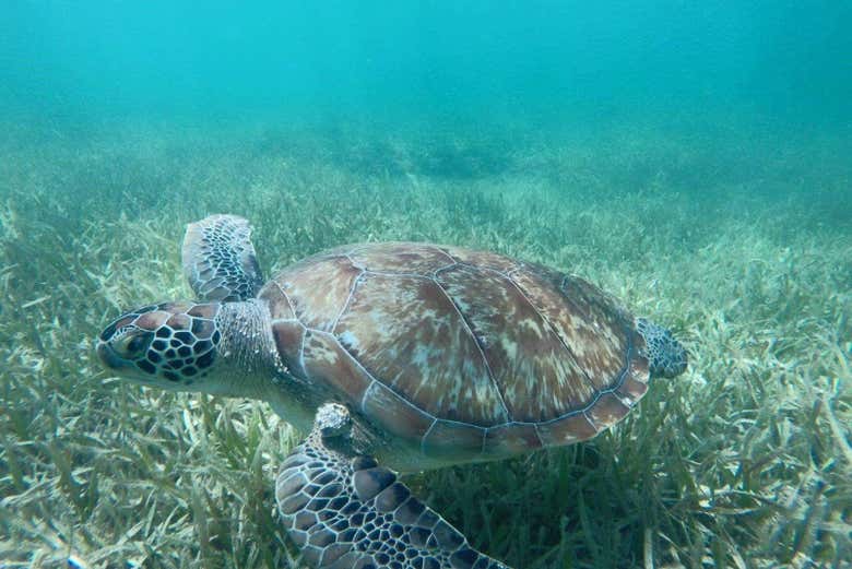 Excursión al cabo Catoche desde Holbox - Reserva en Civitatis.com
