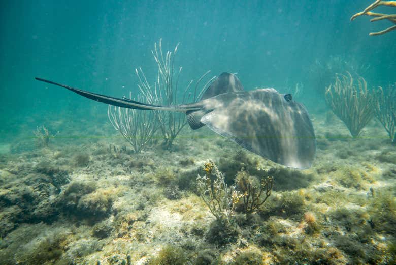 Excursión al cabo Catoche desde Holbox - Reserva en Civitatis.com