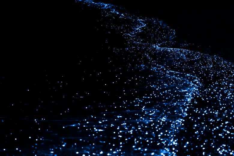 Punta Cocos Bioluminescent Plankton Tour from Holbox