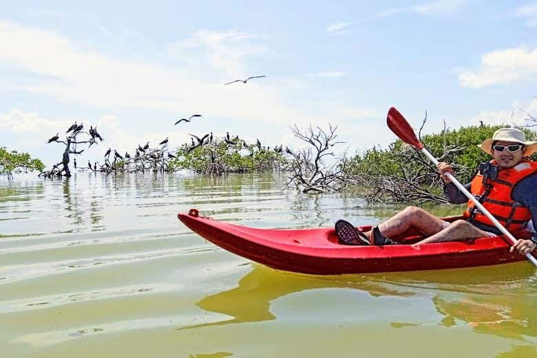 Tour en kayak por la laguna de Términos desde Isla Aguada